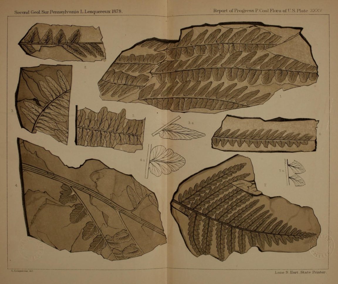 What happened during the Carboniferous period? Here are the facts.