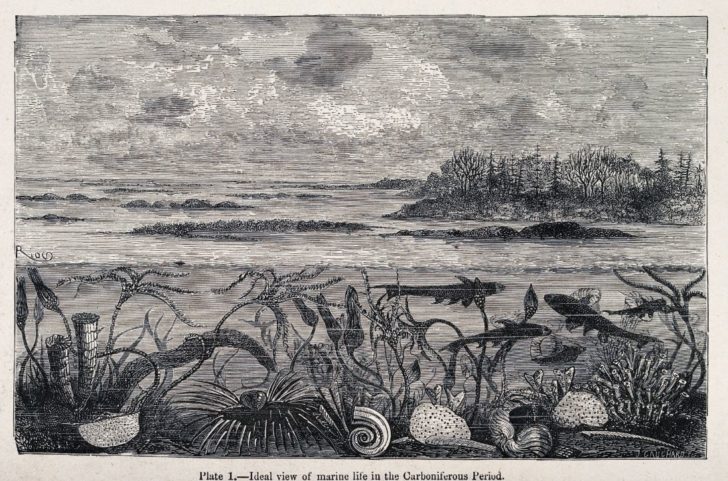 10 fascinating facts about the Permian period – the end of