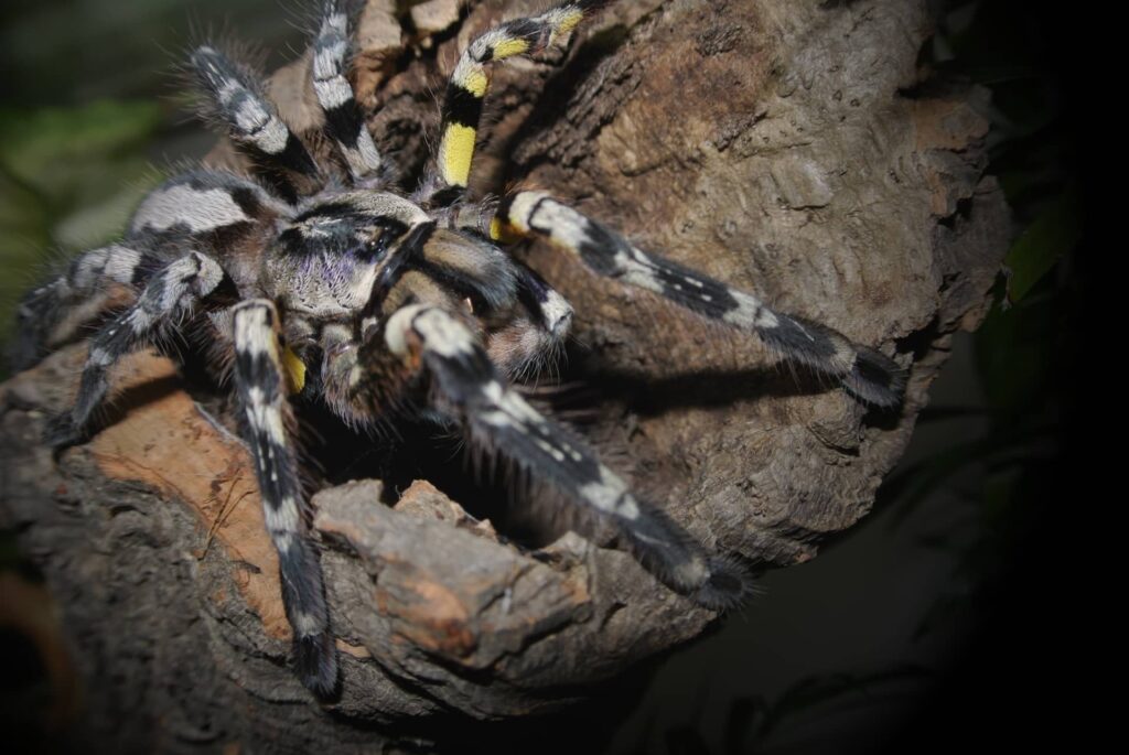 10 Reasons Why Spiders Are Considered Good Luck!
